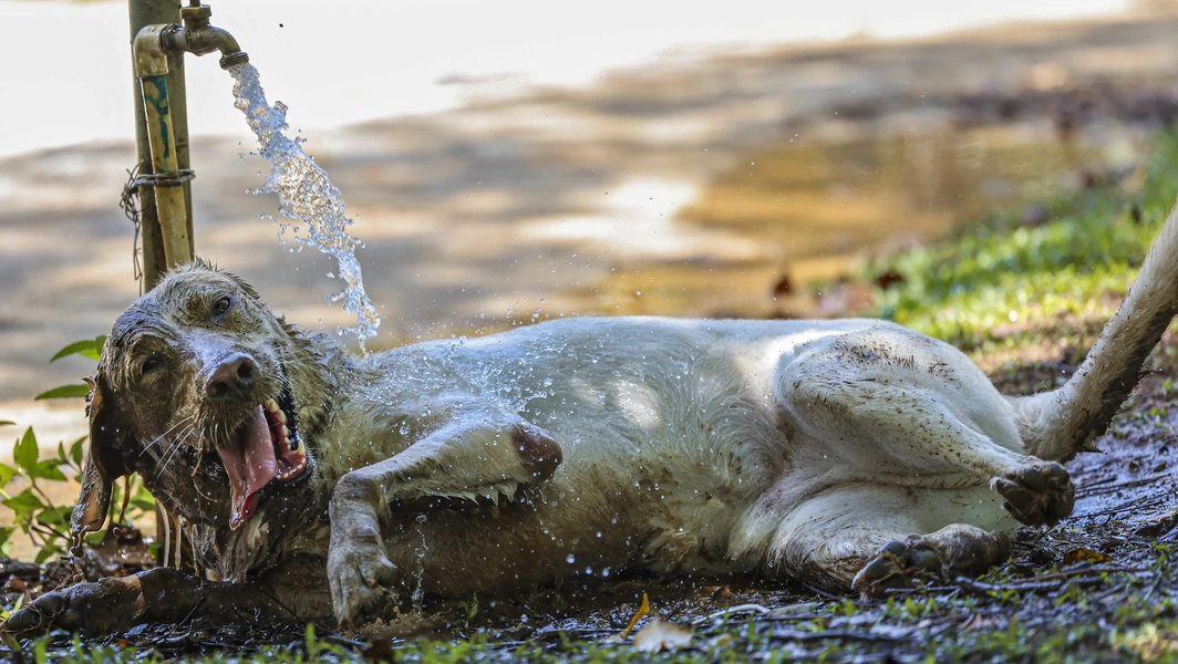 8 common dog sleeping positions explained