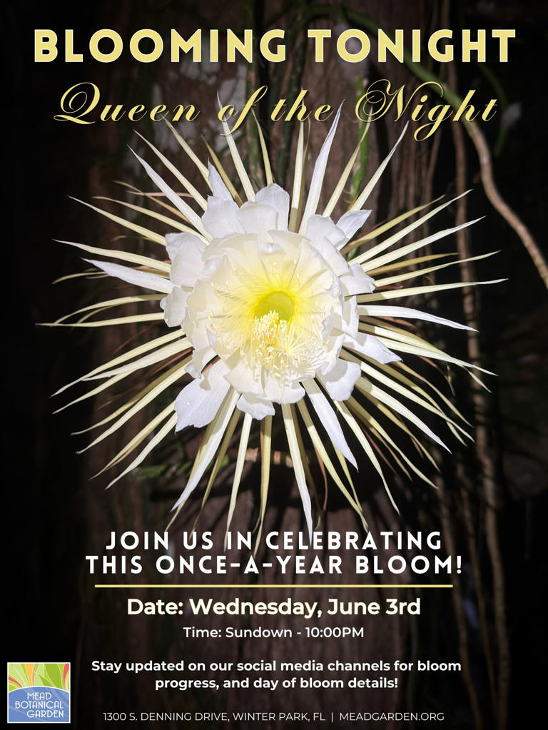 Don't miss the 'Queen of the Night' cactus bloom at Mead Botanical Garden