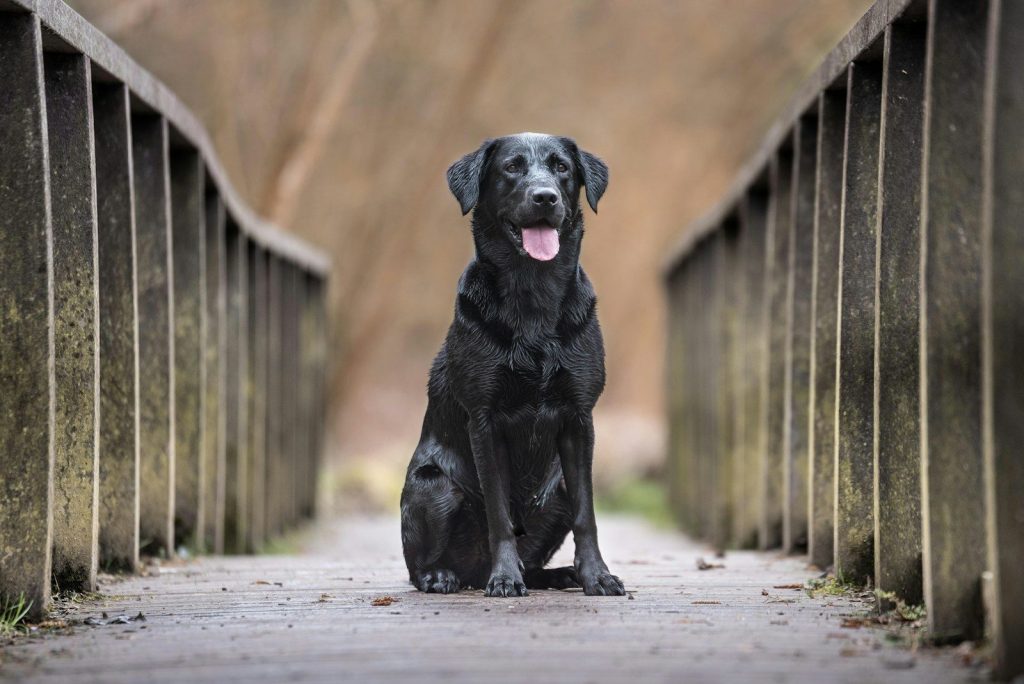 Woman adopts lab puppy and is stunned by what the DNA test reveals