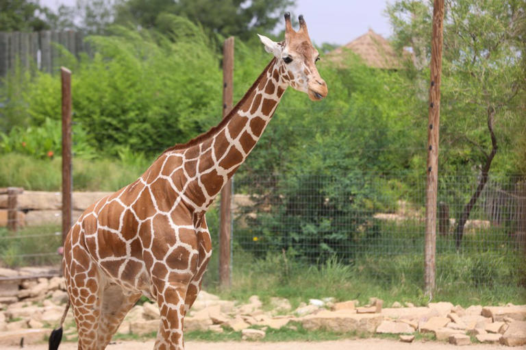 Abilene Zoo mourns loss of beloved giraffe Kito