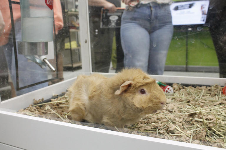 Cascades Humane Society opens new location inside Jackson Crossing mall