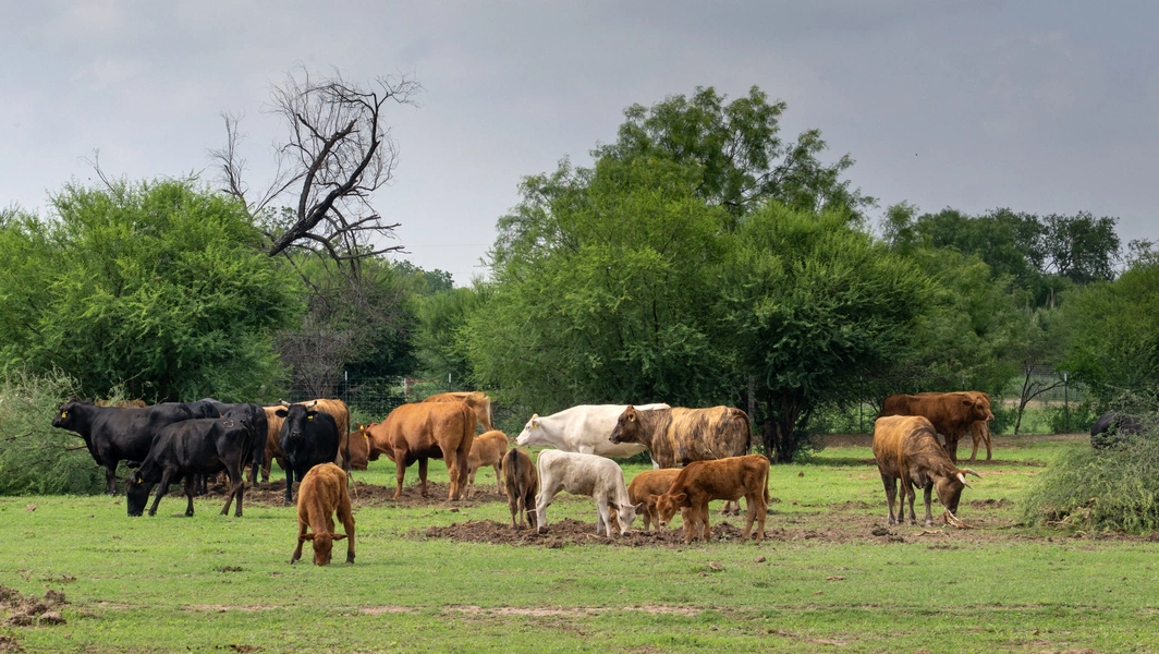 Rising beef costs push Texas BBQ icons to closure