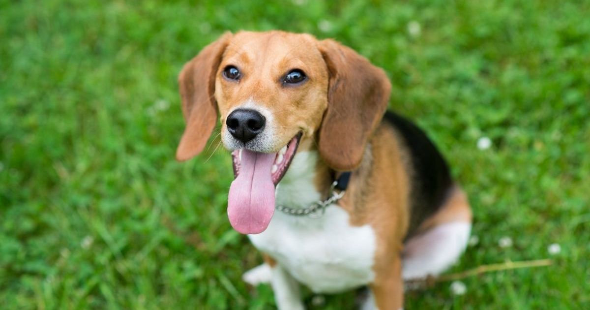 135 more beagles rescued from Ridglan Farms research facility