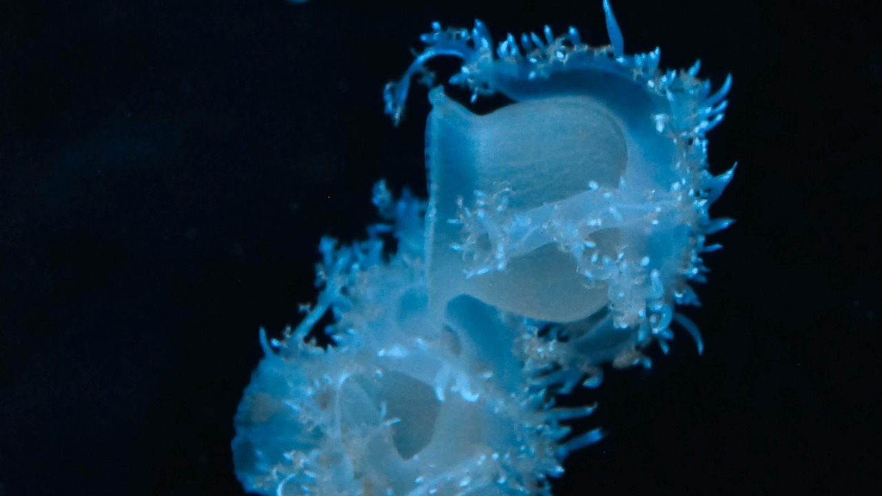 The elven abyss tunicate uses a brand-new prey-trapping adaptation ...