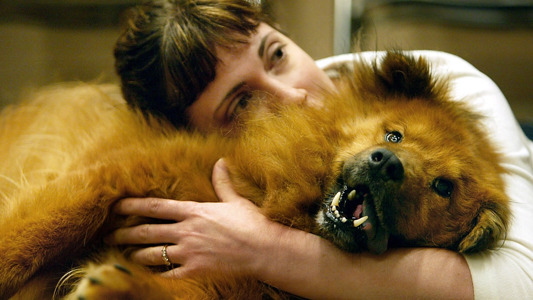 How dogs really feel about human hugs