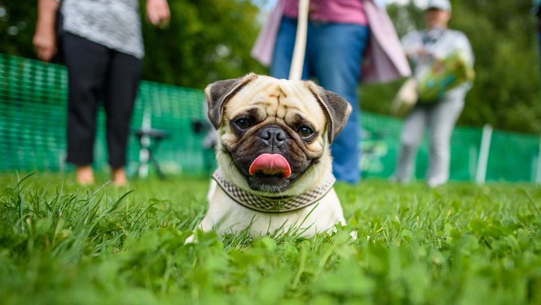 8 dog breeds known for unwavering loyalty