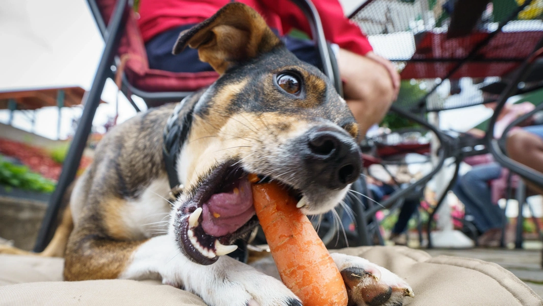 5 nutritious human foods safe for dogs
