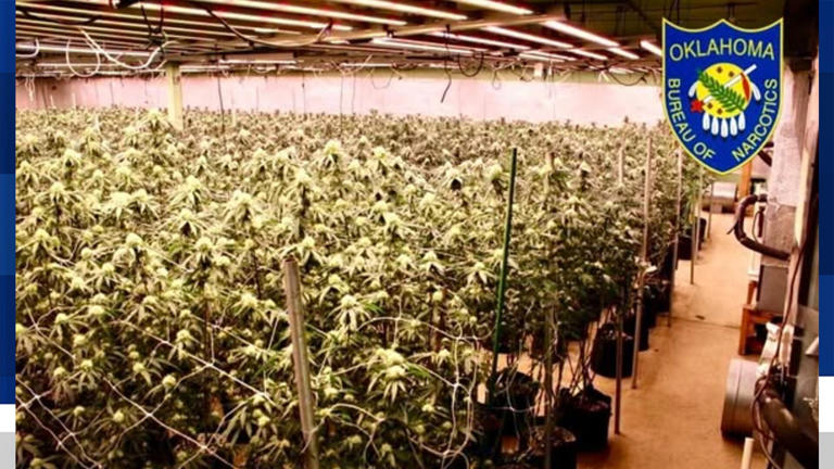 OBN agents seize 6,000+ marijuana plants, arrest one in Atoka after ...