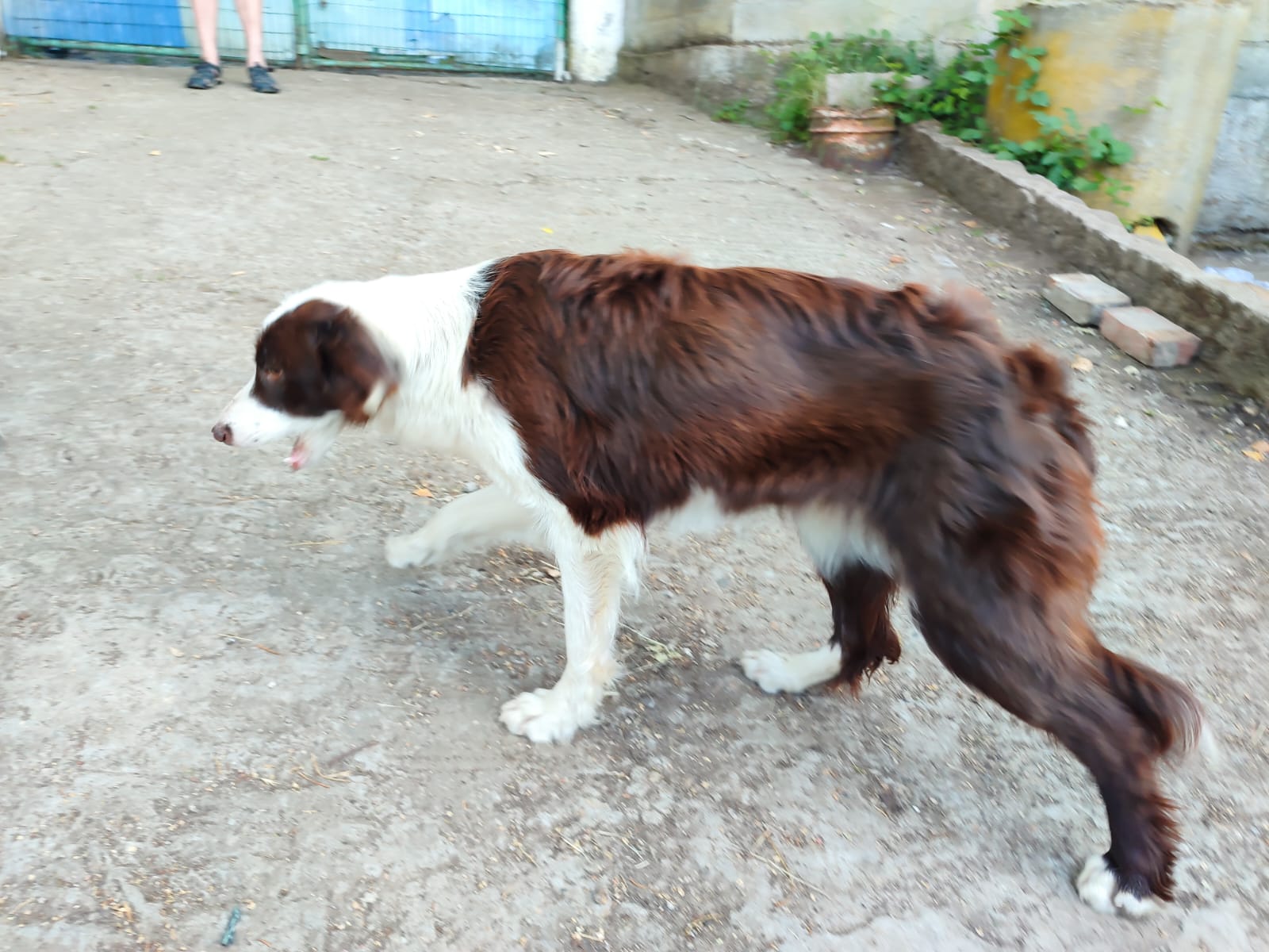 Adopta un perro: Kira, Canela, Bimba y Batman, cuatro hermanos y el ...