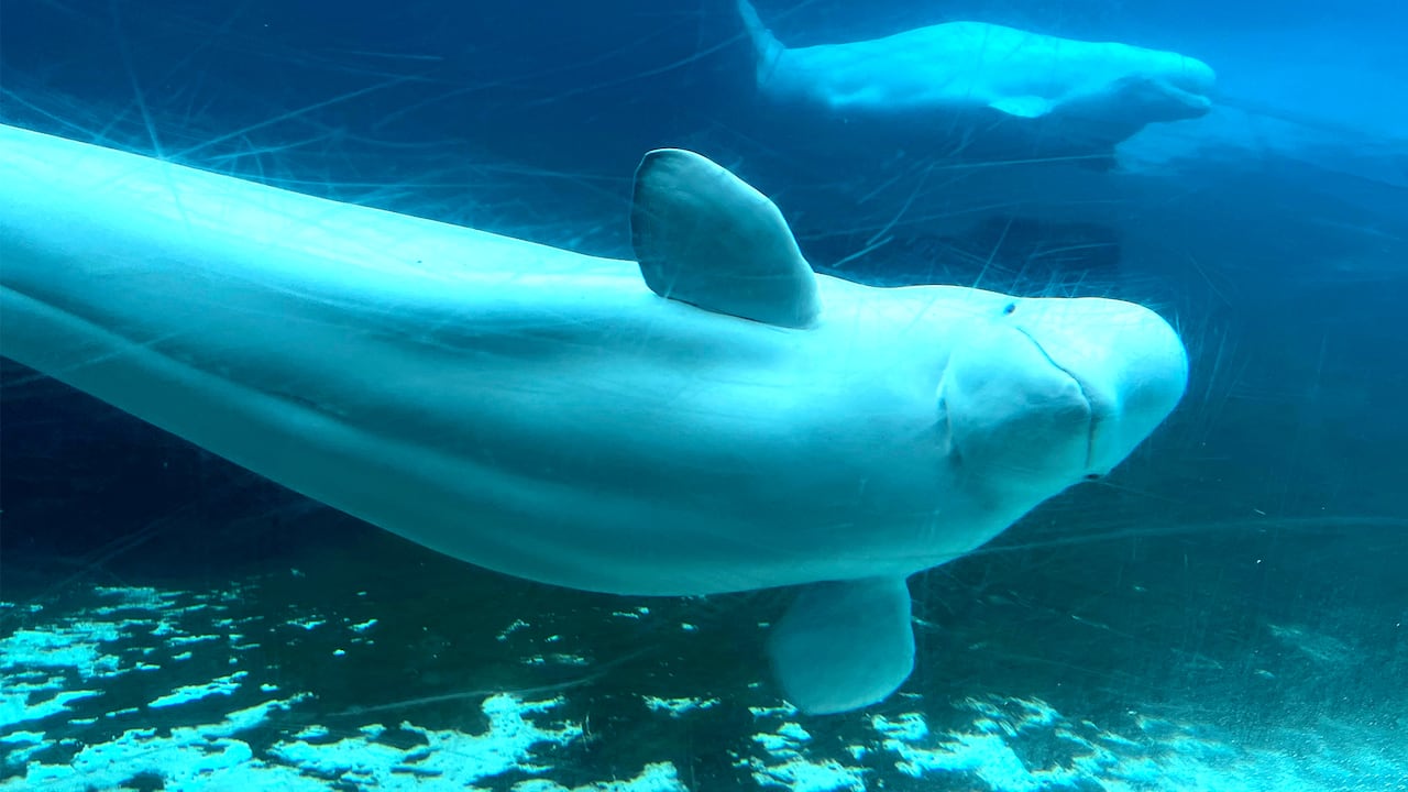 Marineland belugas one step closer to getting new homes