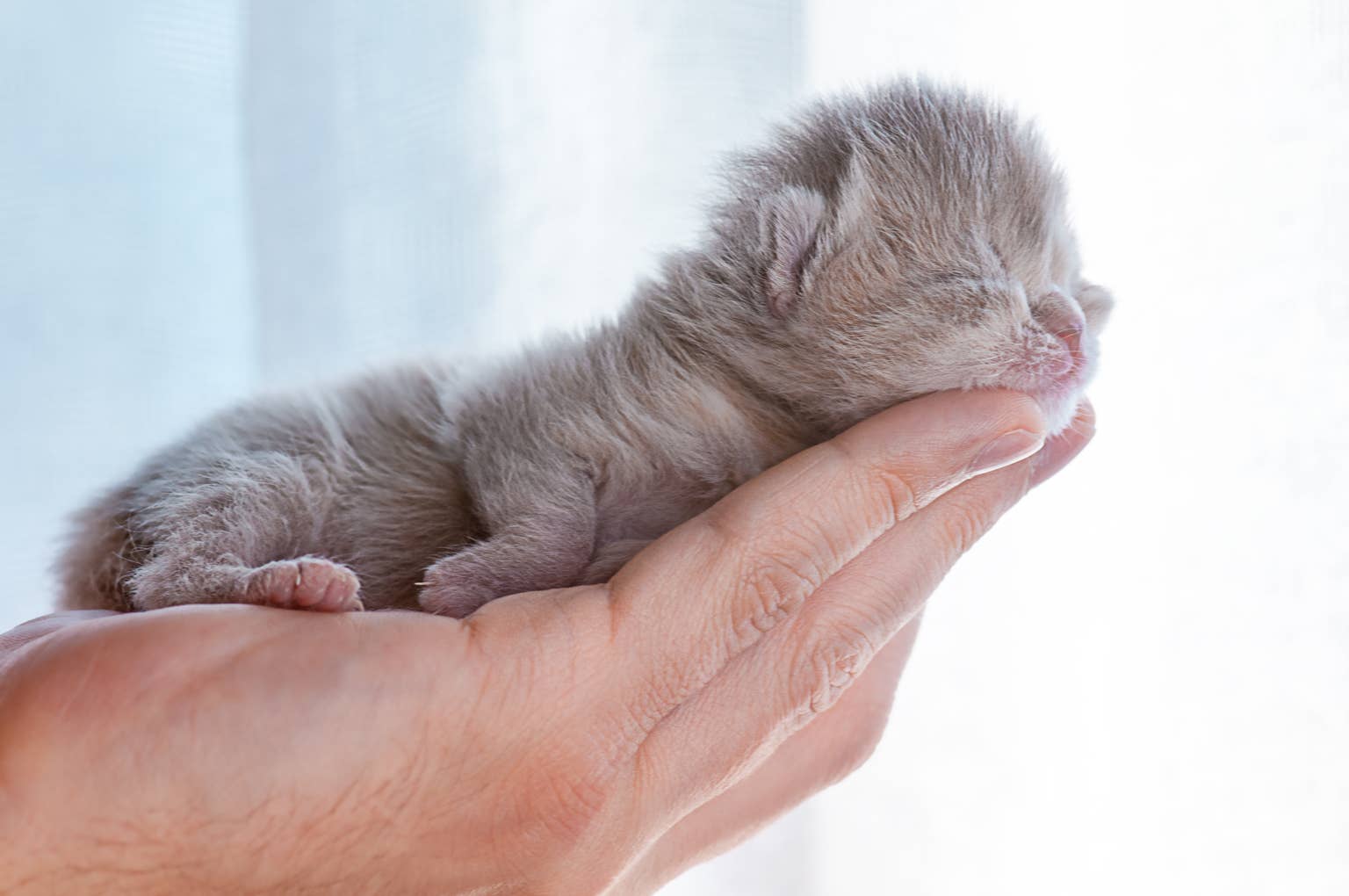 Watch this adorable kitten make biscuits for the first time at a vet clinic
