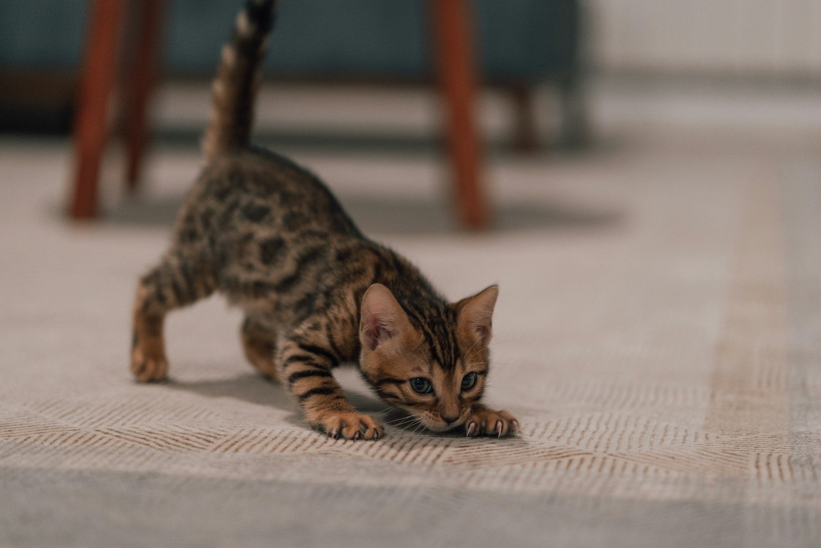 How bold little kittens learn to dominate older cats