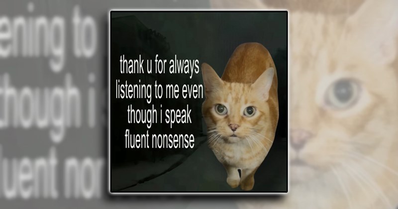 'Everything will be okay, you a diva': A thankful bunch of memes that ...