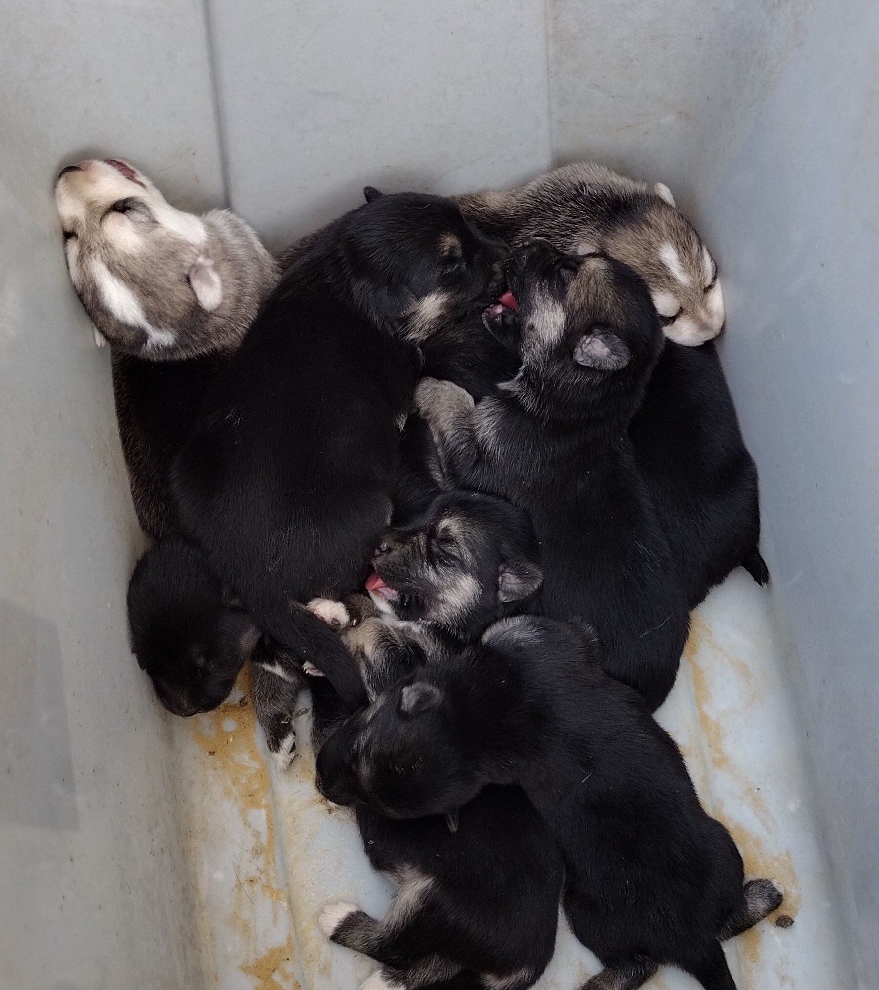 Eight puppies found abandoned in heat outside Laredo store