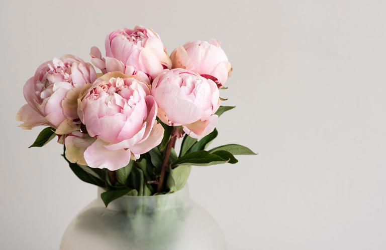 Cette astuce simple prolongera la durée de vie d’un bouquet de pivoines
