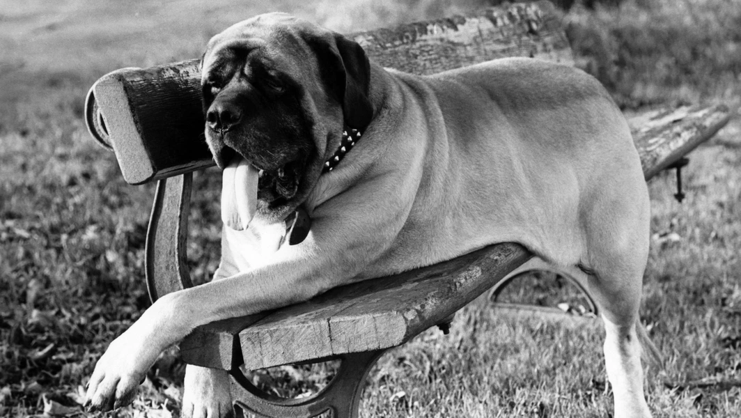 12 dog breeds with the shortest lifespans