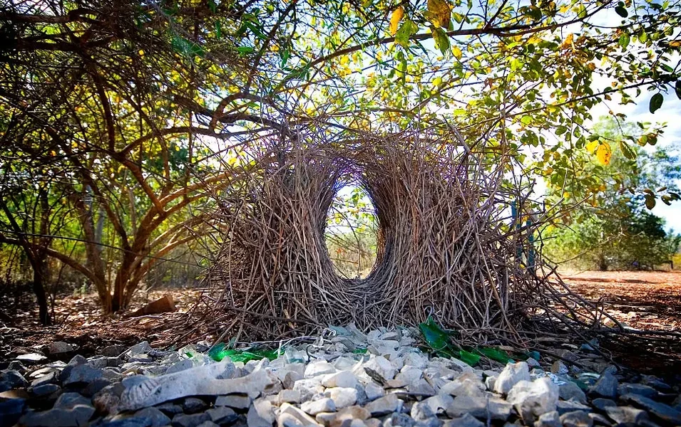 Urban bowerbirds use human-made items in courtship displays