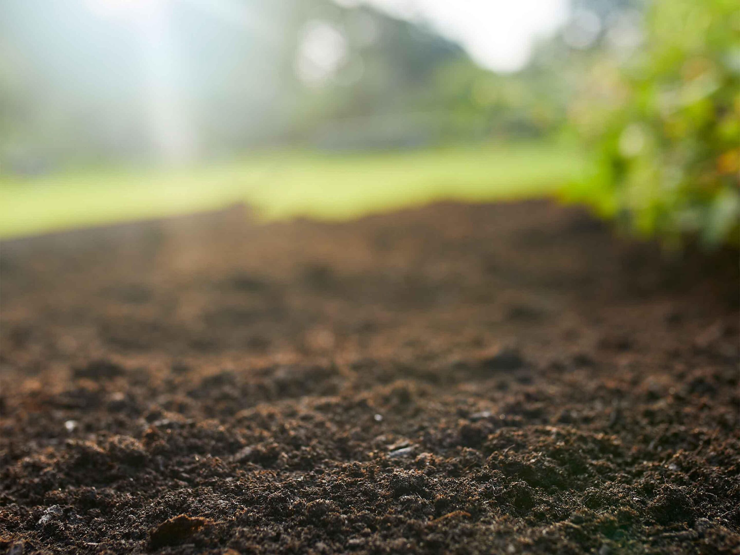 Plantas que cambian de color según el pH del suelo y otros factores