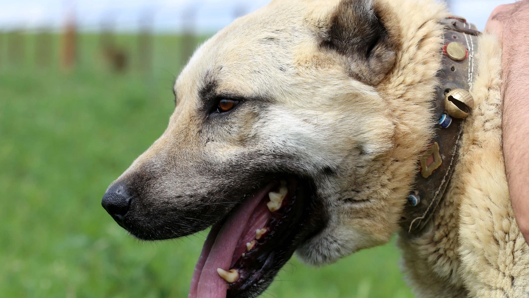 10 dog breeds with the strongest bite force