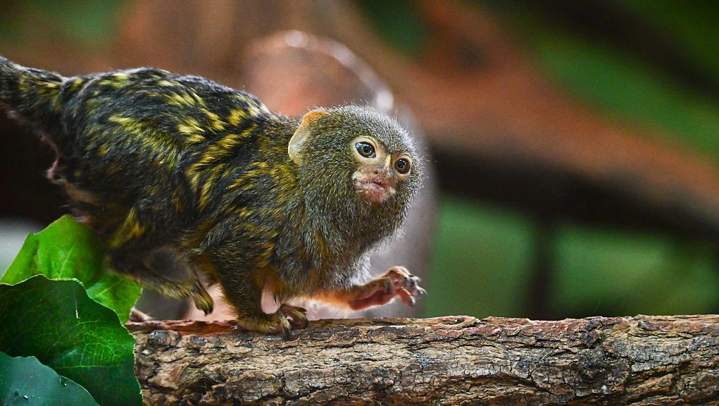 12 adorably tiny animals from around the world
