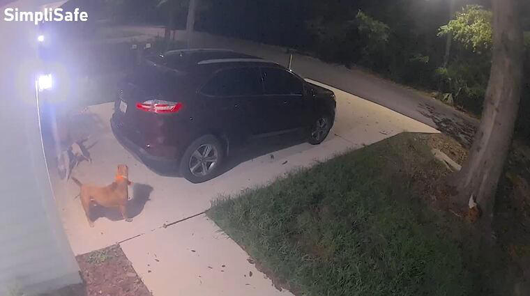 It's absolutely insane: Woman speaks out after dogs attack her cat in ...