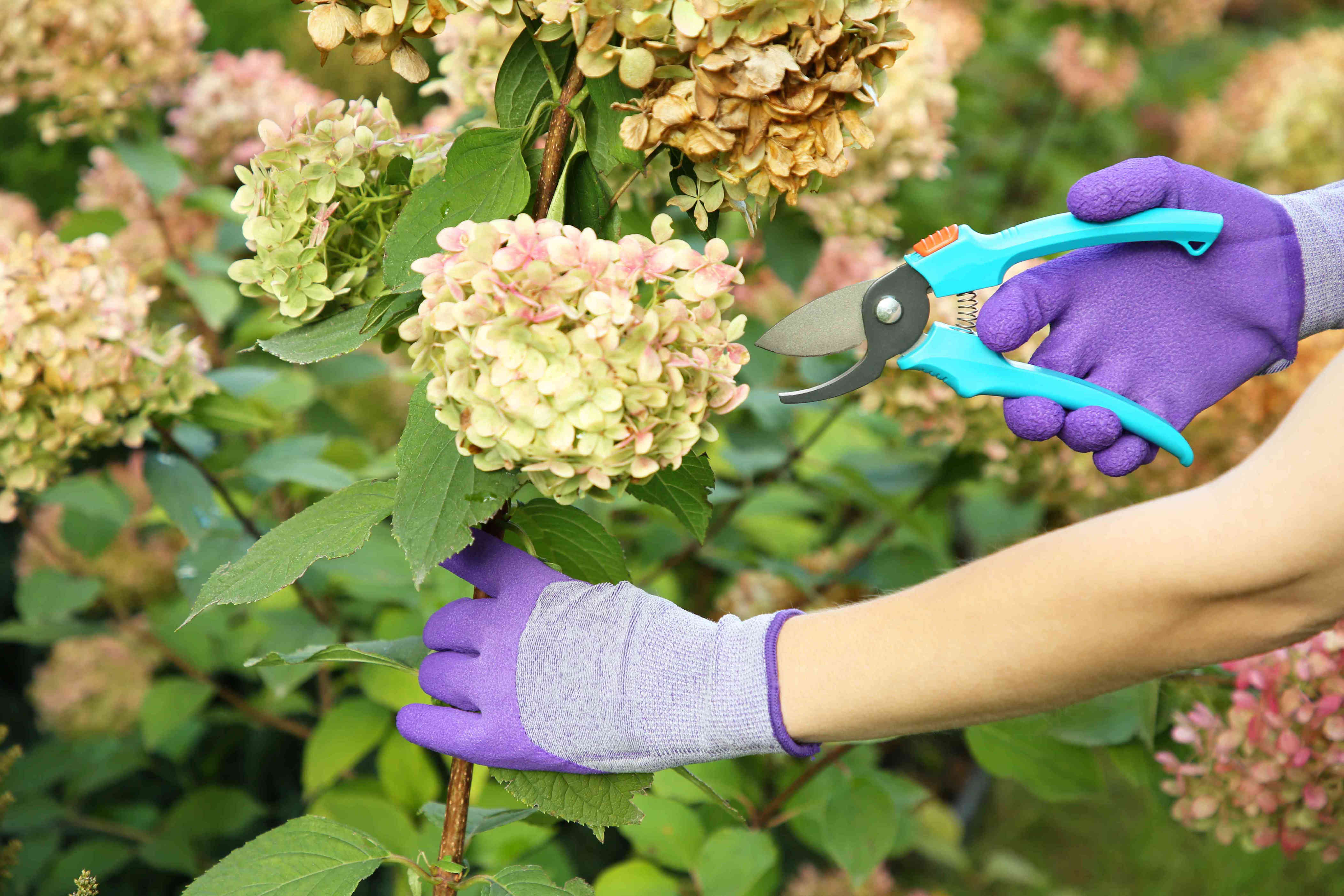 When to deadhead hydrangeas, and when to leave the blooms alone