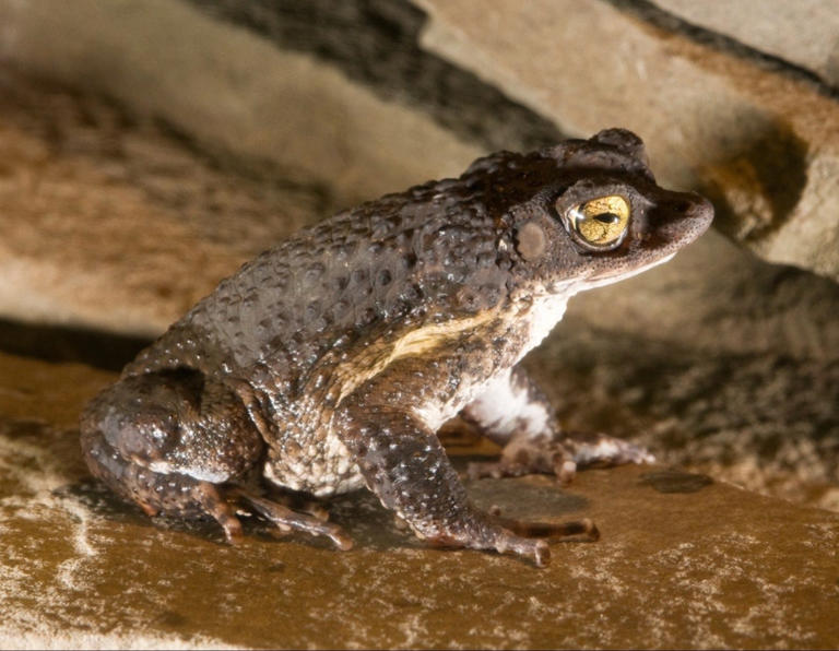Detroit Zoo sends 6,855 tadpoles in race to save endangered toads