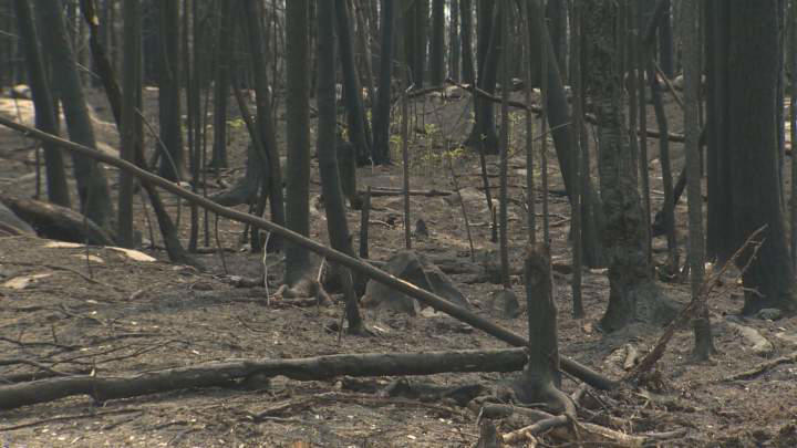 Growing wildfires near Lac du Bonnet reiterate need to be prepared ...