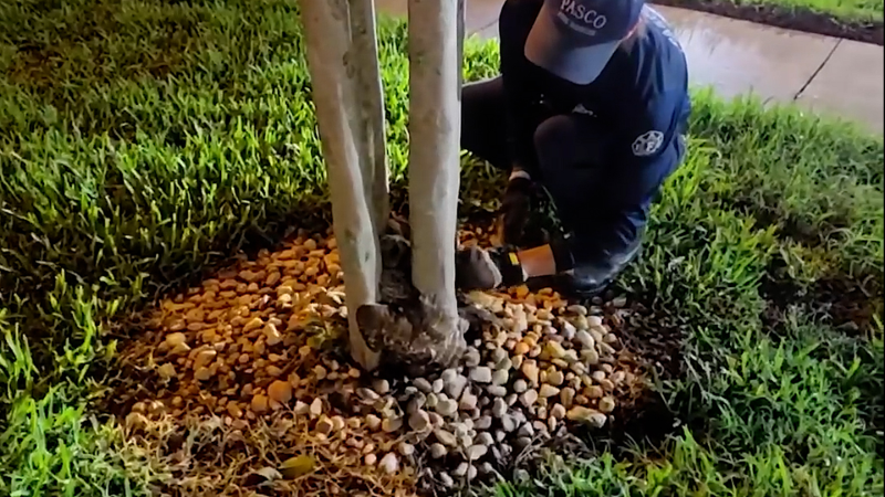 Florida firefighters rescue owl stuck in tree
