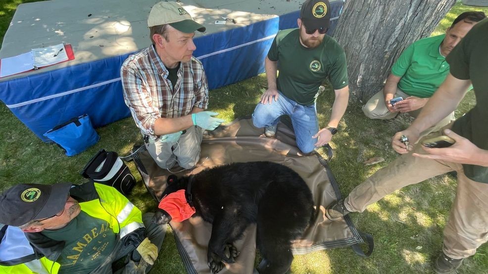 Black bear safely relocated after tree rescue in Mt. Pleasant neighborhood