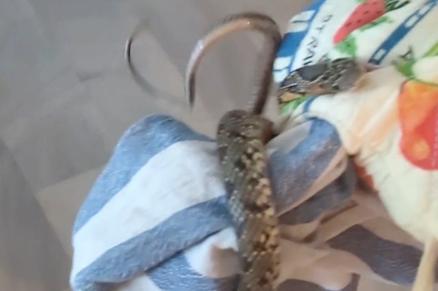 Family returns home to devastating scene after snake finds its way into ...