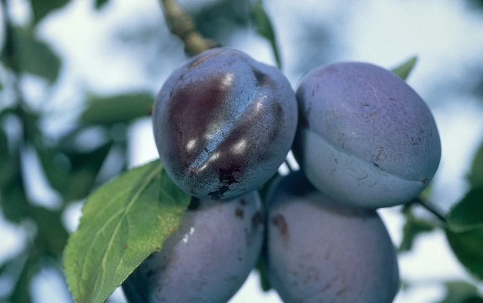 Penn State study links daily prunes to preserved bone density