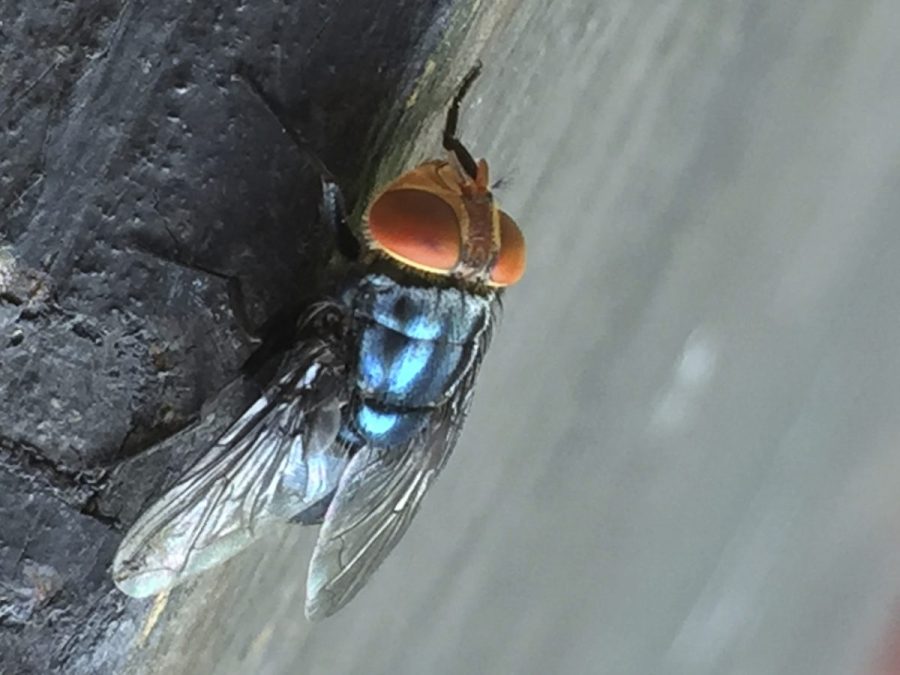 Possible flesh-eating screwworm infection found in US