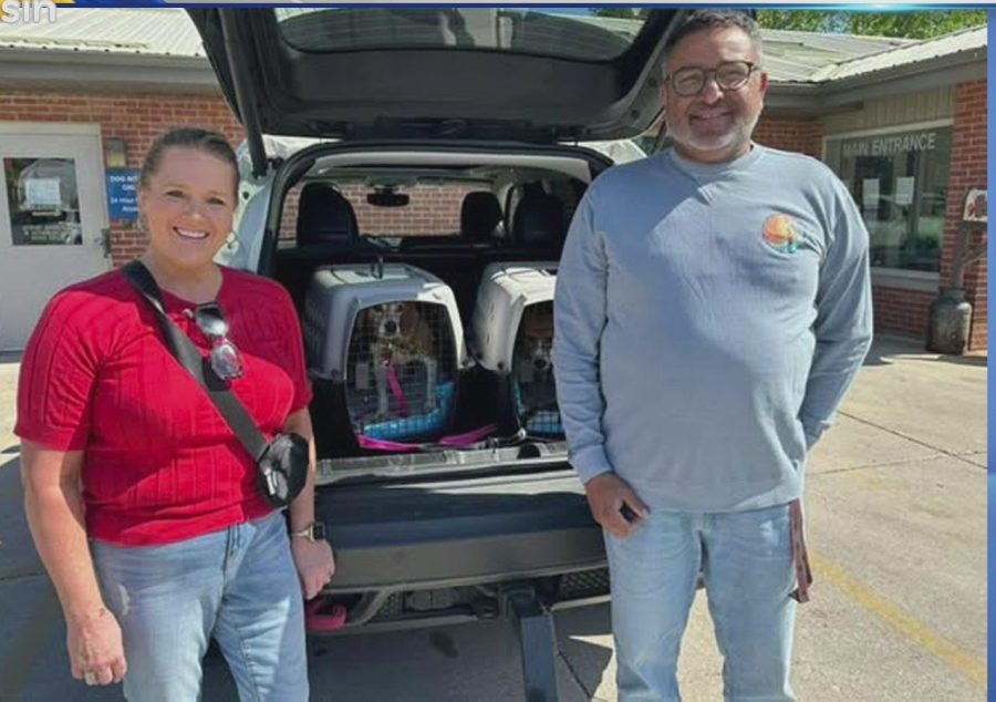Two rescued Ridglan Farms beagles find their forever homes