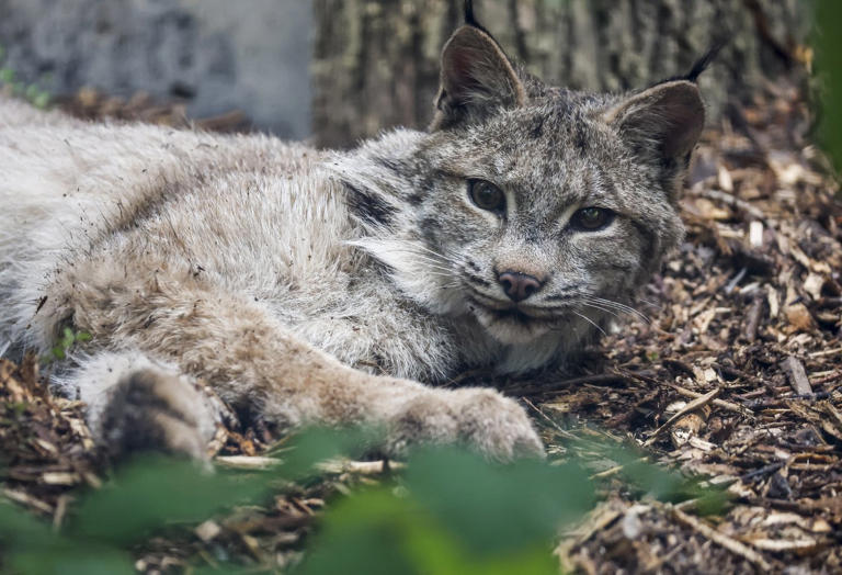 Wab and Lumi: Manitoba premier welcomes rescued, injured lynx to new ...