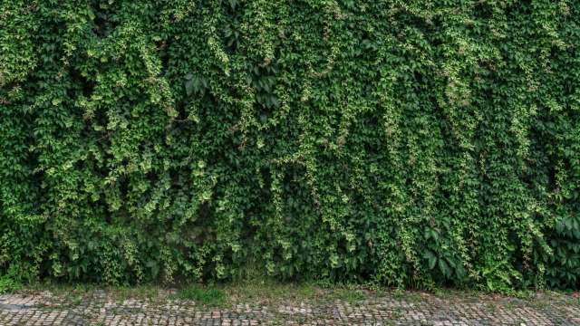 New study may finally resolve a 150-year-old Darwin conundrum with ...