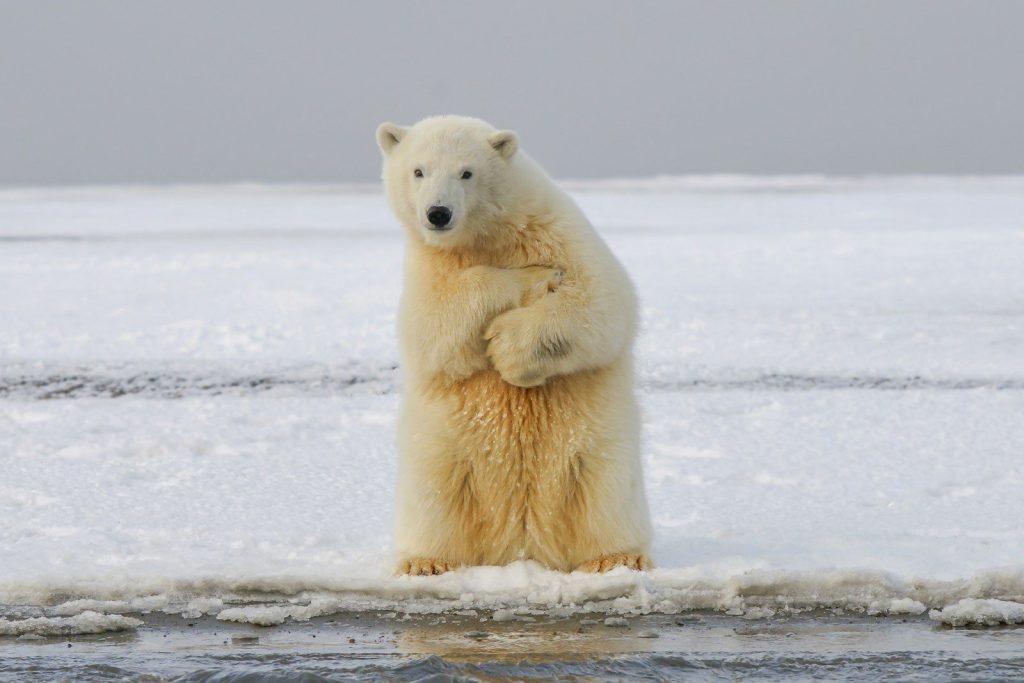 Polar bears are still surviving despite sea ice loss