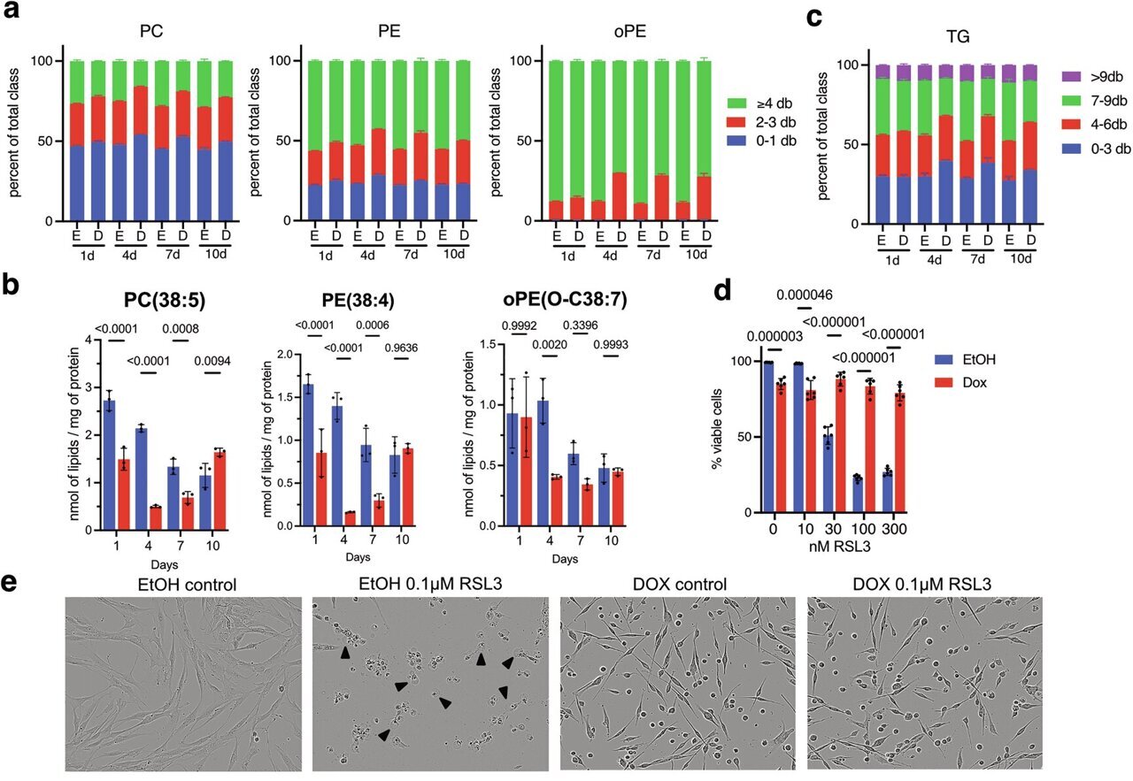 Senescent cells dodge cell death by rewiring fat metabolism, study shows