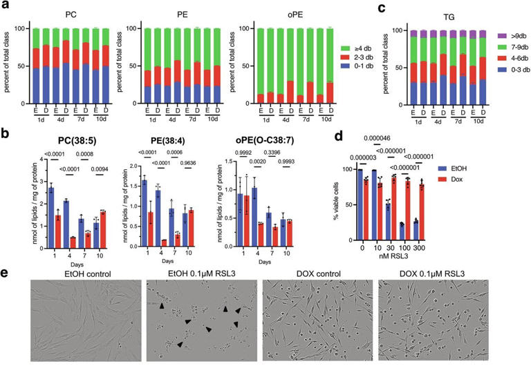 Senescent cells dodge cell death by rewiring fat metabolism, study shows