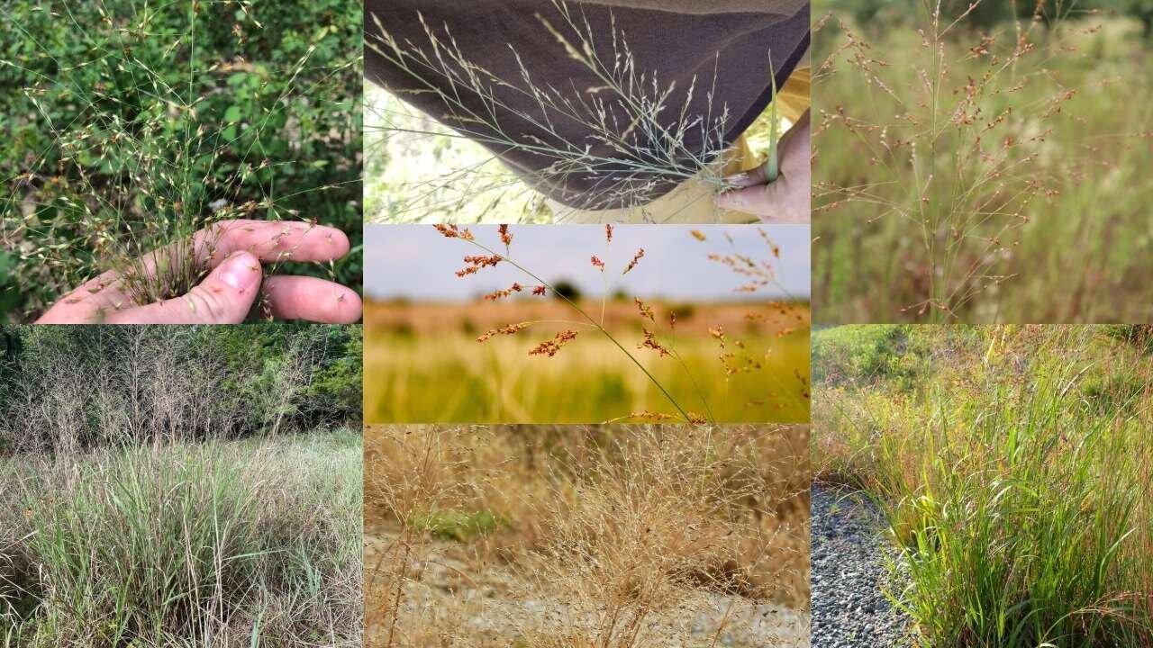 Integrating citizen science with experimental data uncovers how ...