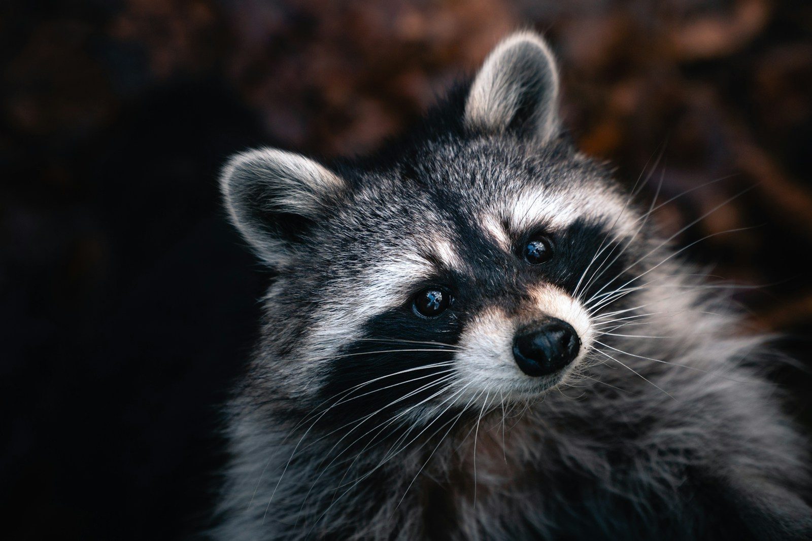 7 wildlife predators that can wreak havoc on rural land