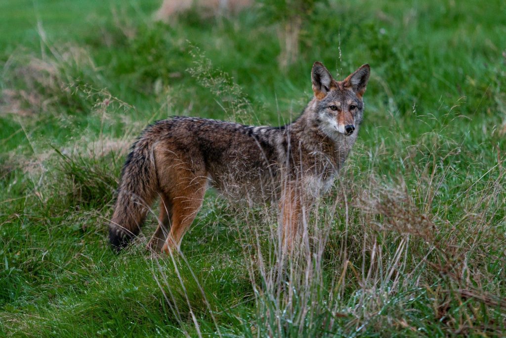 7 wildlife predators that can wreak havoc on rural land