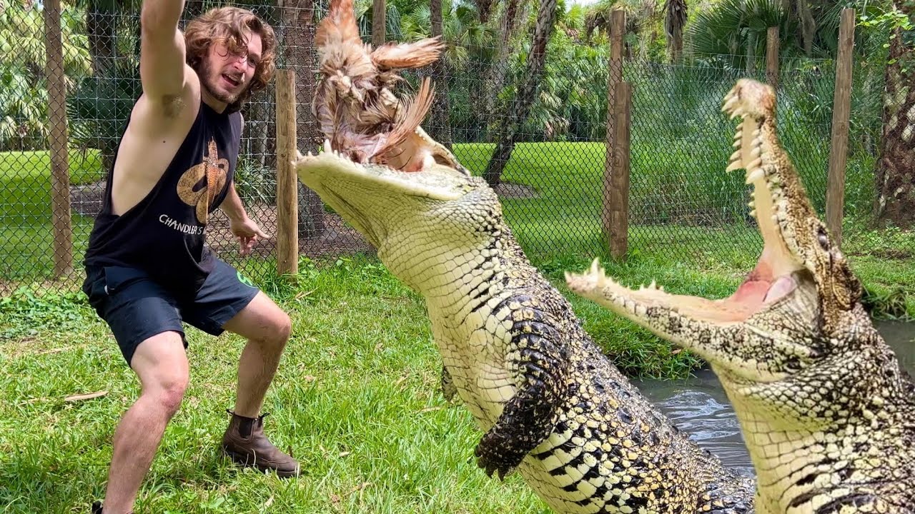 New rare crocodile joins the family!