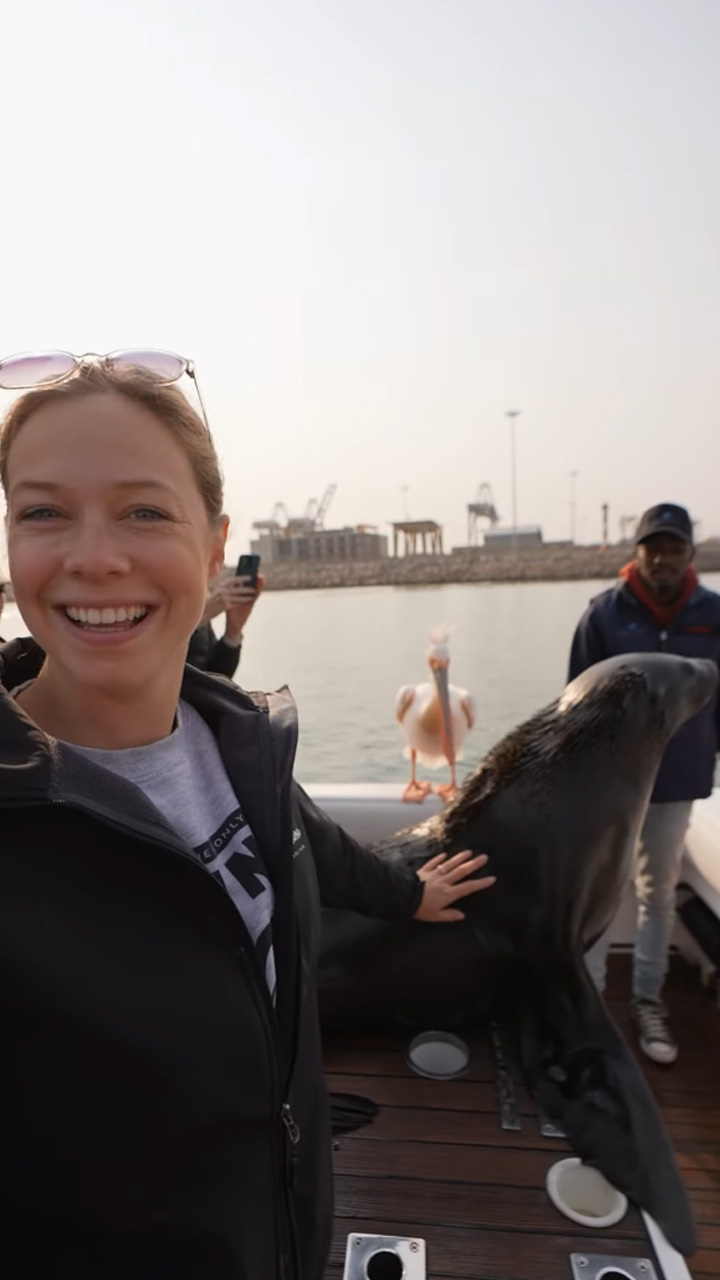 Seal colony in Namibia: Ocean safari with dolphins and wildlife