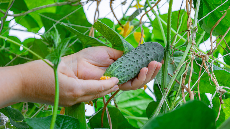 This one cucumber watering mistake could ruin your whole crop