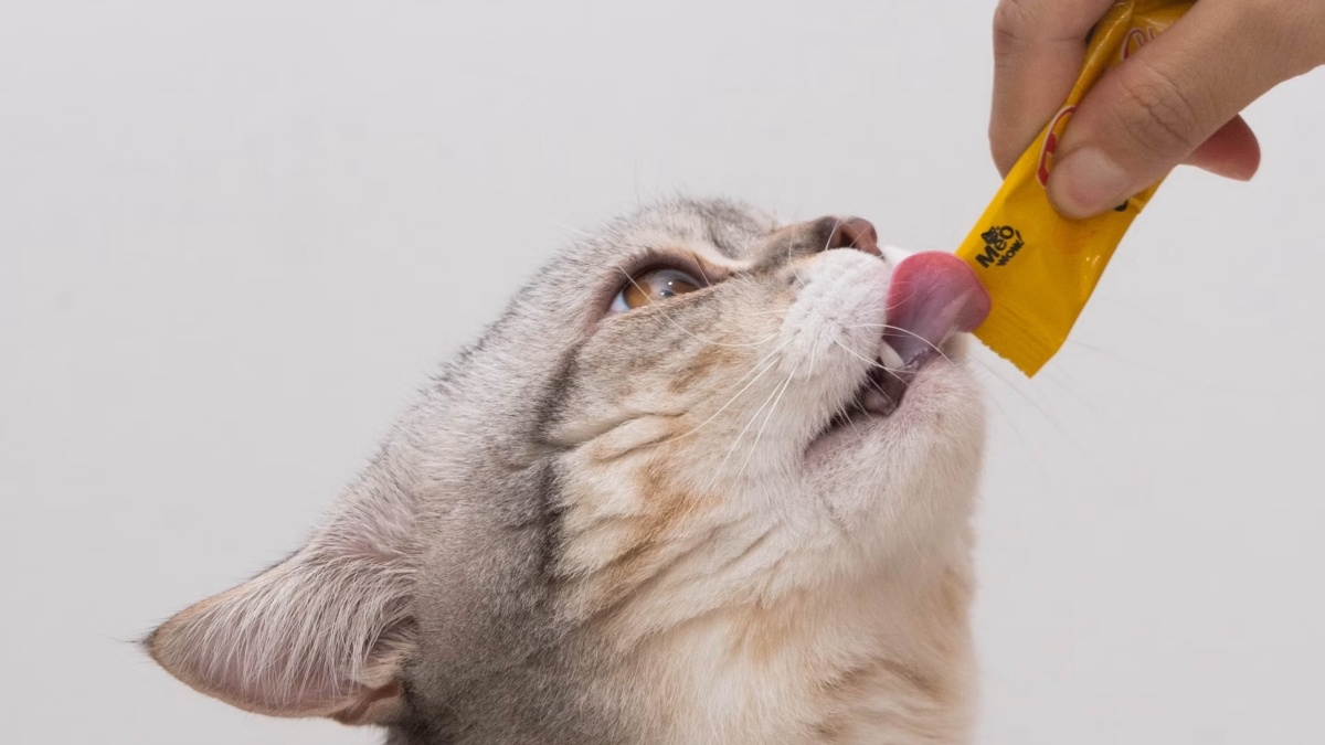What time should you feed your cat? This is the best time to feed your pet