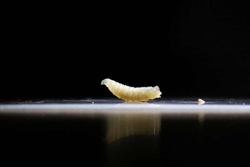 Flesh-eating screwworm confirmed in Texas calf as parasite crosses ...