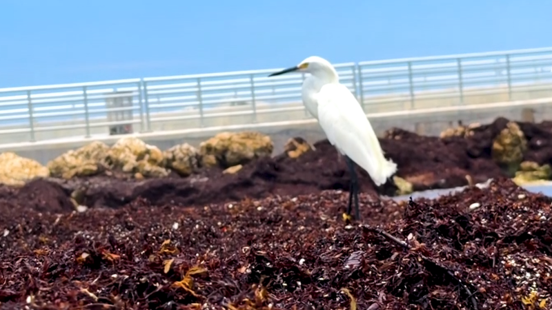 Record sargassum surge threatens Caribbean and US beaches