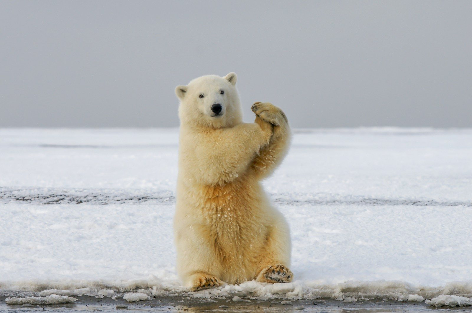 Polar bears are still surviving despite sea ice loss