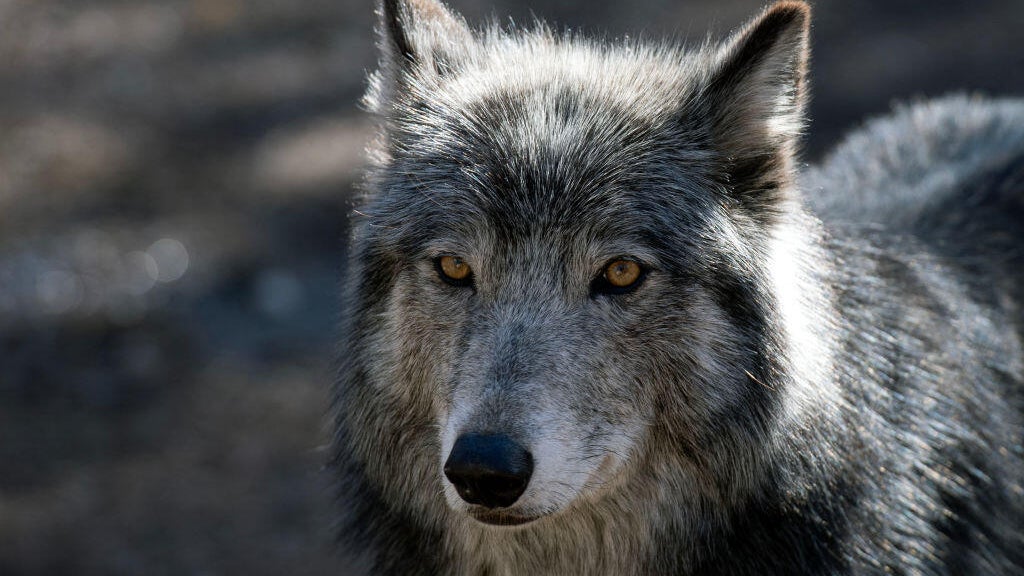 Michigan City Zoo animal care workers attacked by wolves